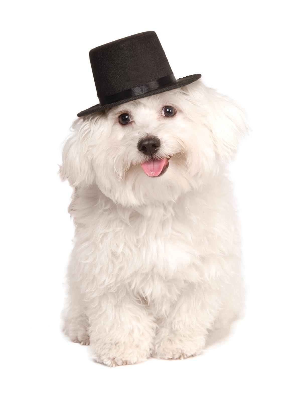 Top Hat Pet Costume Accessory - Costumes.com.au