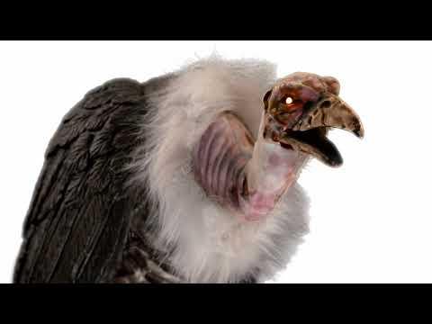Talking Back Vulture Animated Halloween Prop | Birds | Animals ...